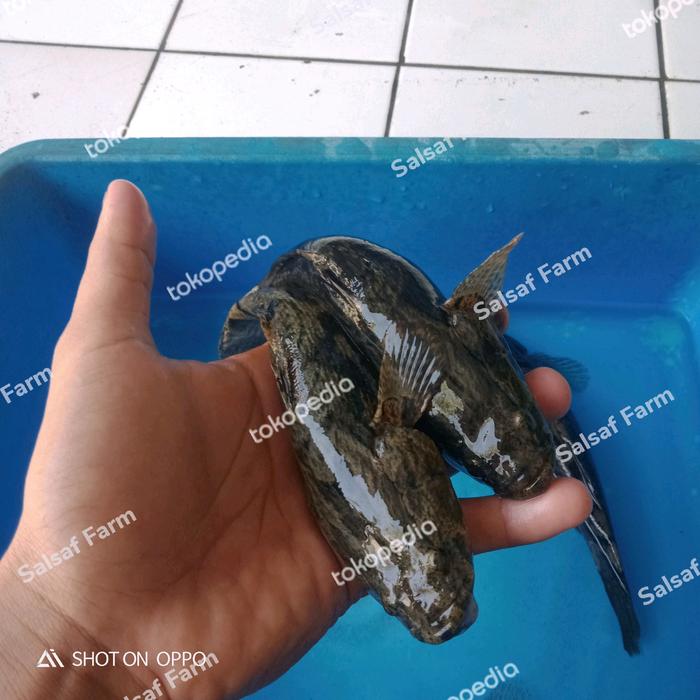 Jual Bibit ikan gabus males/bloso/betutu ukuran 20-25 cm Sepasang ...