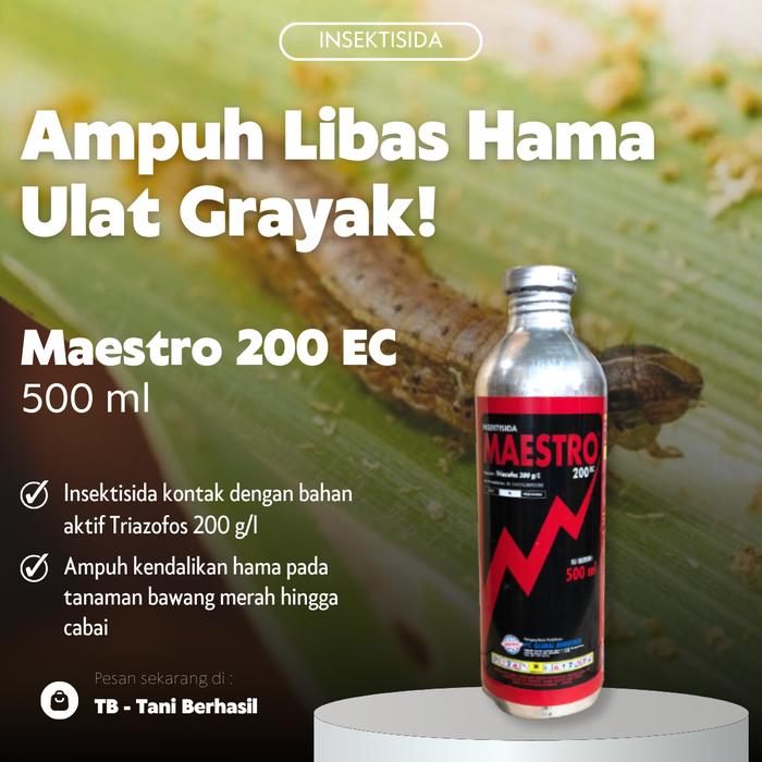 Jual Insektisida Maestro 200EC 500 ml, Obat Ulat Grayak Cabai dan ...