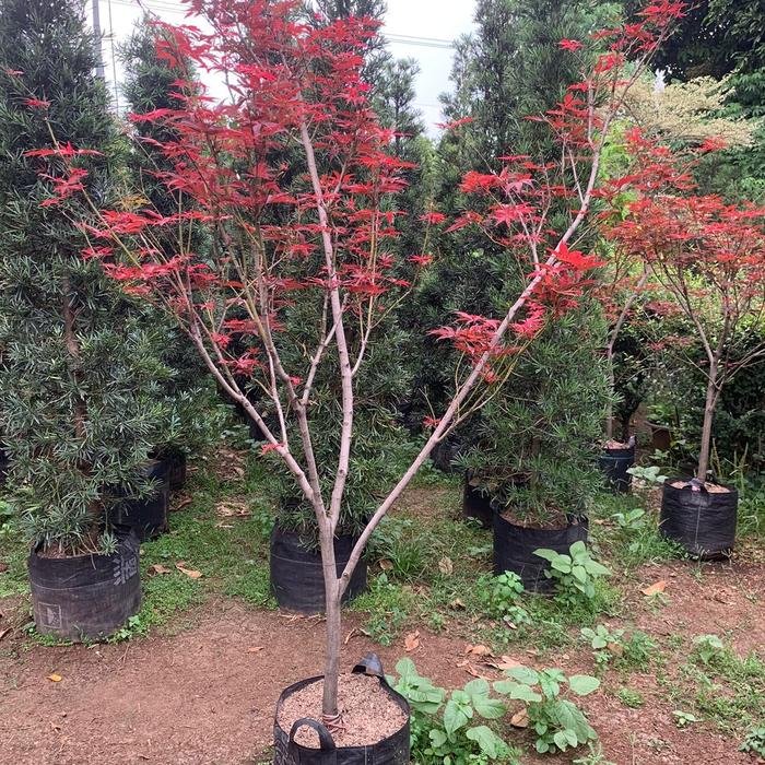 Jual Pohon Hias Maple Sakura American USA Cocok Untuk Tanaman Koleksi ...