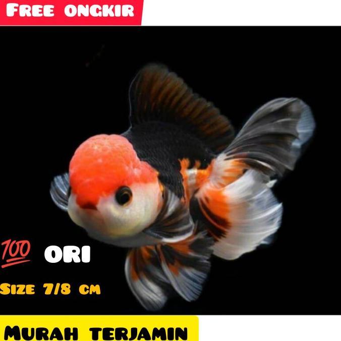 Jual Ikan Mas Koki Tricolor Panda (Tiga Warna), Oranda Jambul Aquarium ...