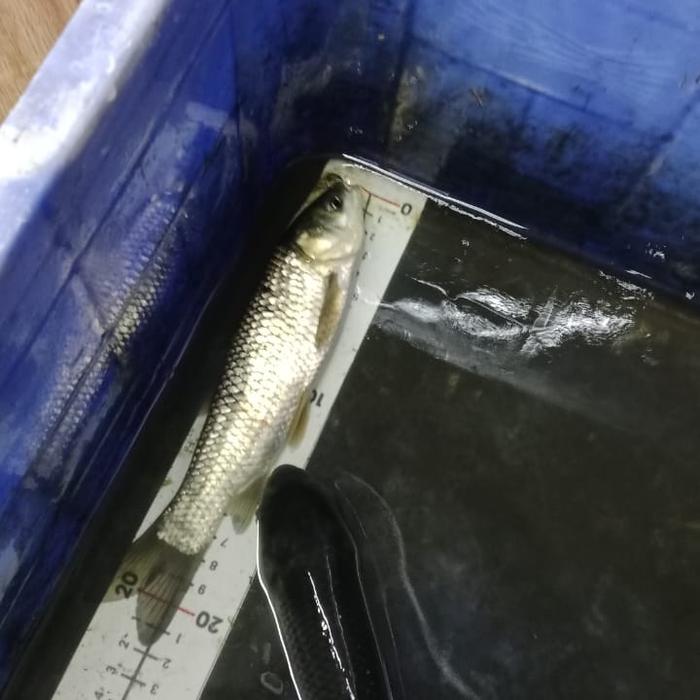 Jual ikan graskap 20 CM grass carp ikan pemakan rumput pembasmi gulma ...