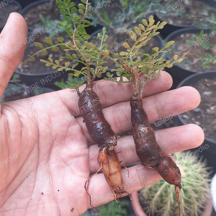 Jual bibit tanaman afrika operculicarya pachypus caudex - Kab. Tuban - WIRE INDUSTRIES | Tokopedia