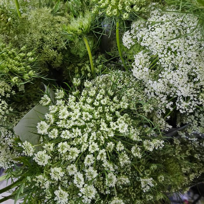 Jual Bunga Amimajus Fresh - Jakarta Barat - Tevia Florist | Tokopedia