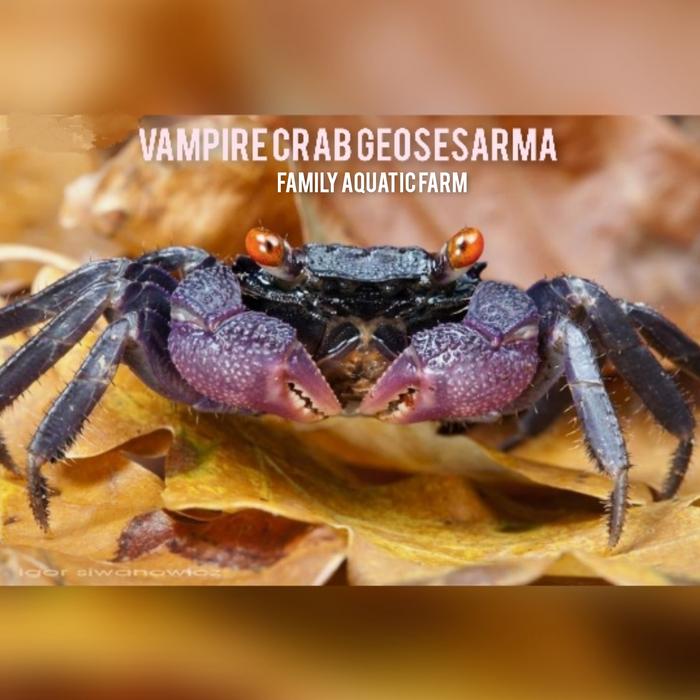 Jual Kepiting vampire - vampire crab geosesarma - kepiting hias ...