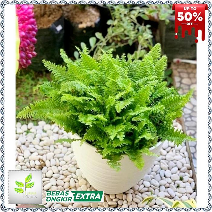 Promo tanaman hias pakis boston - Kab. Bogor - LunaPlants | Tokopedia