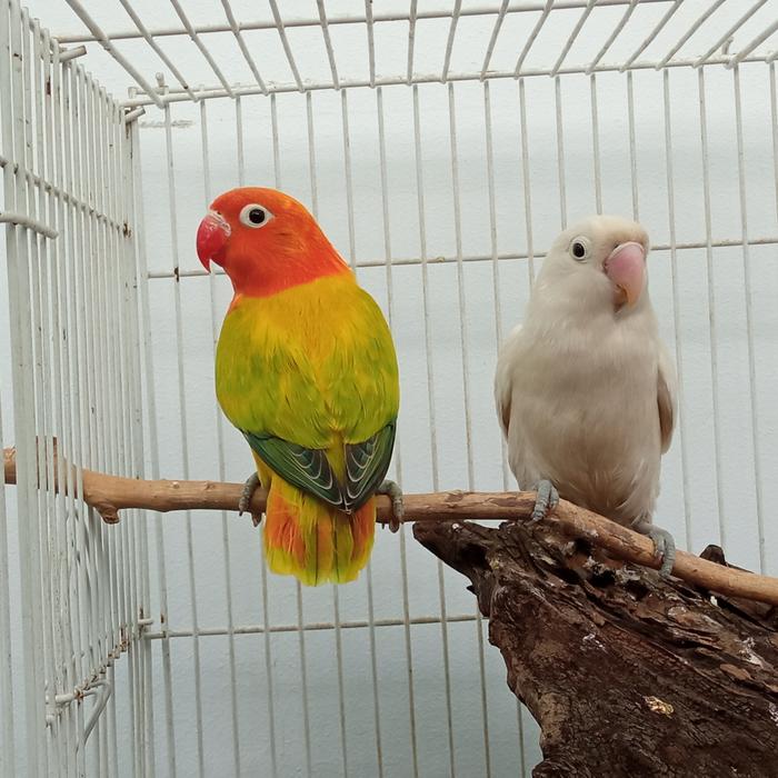 Jual Lovebird Sepasang Biola Ewing Green x Albino Mata Hitam - Kota ...