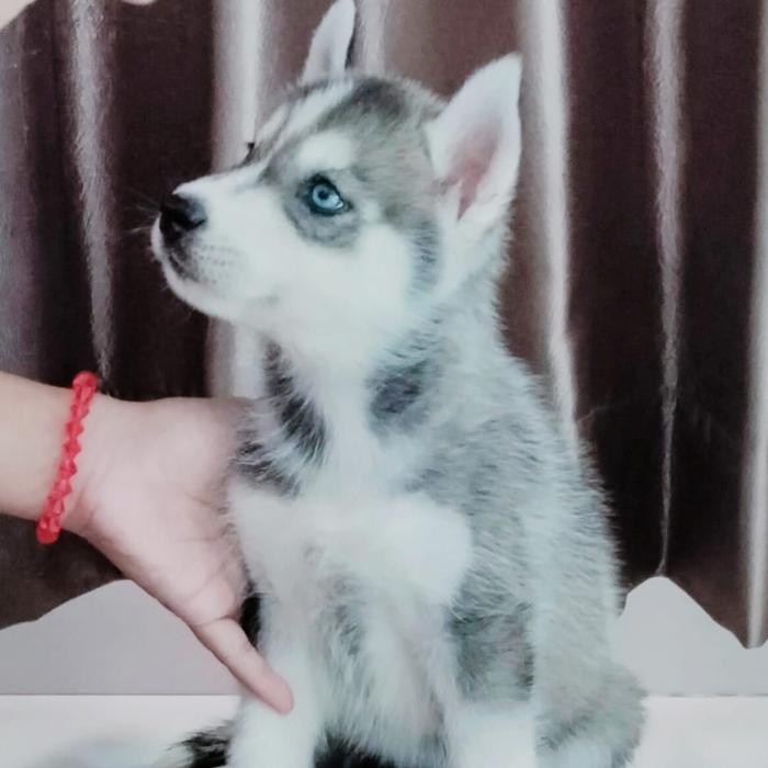 Jual siberian husky jantan abu - Kab. Semarang - STELLAKIDS | Tokopedia