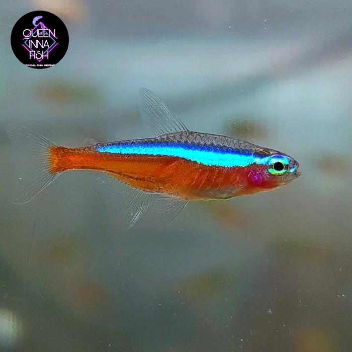 Jual NEON CARDINAL TETRA - IKAN NEON AQUASCAPE - M - - Kota Bekasi ...