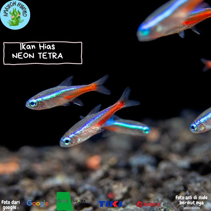Jual Ikan Neon Tetra Ikan hias Aquascape ikan hias neon - Jakarta Pusat ...