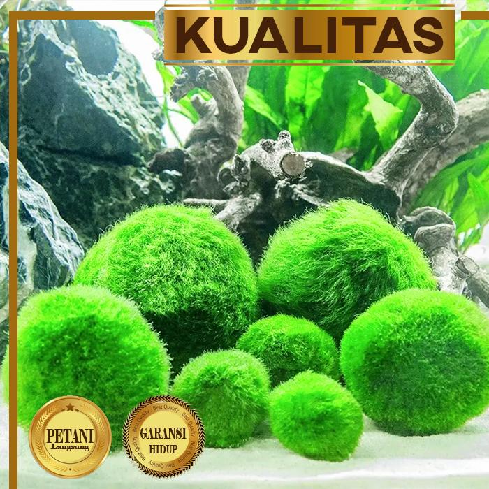 Jual Bola Moss Alga Hidup Tanaman Air Aquascape Hiasan Aquarium Ikan Hias - Jakarta Barat ...