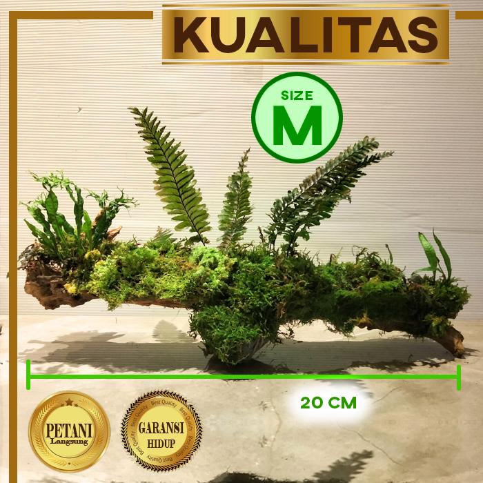 Jual Mini Forest Kayu Rentek (M) Hiasan Aquarium Ikan Aquascape Tanaman ...