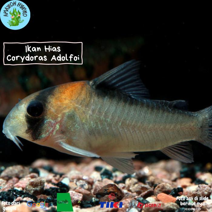 Jual Ikan Corydoras Adolfoi catfish aquascape ikan pembersih - Jakarta ...