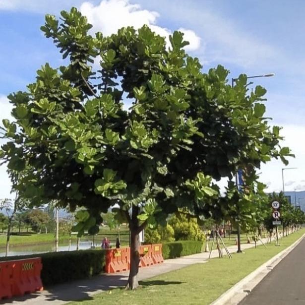 Jual pohon Ketapang biola//biola cantik - Kab. Bogor - Aqila flora ...