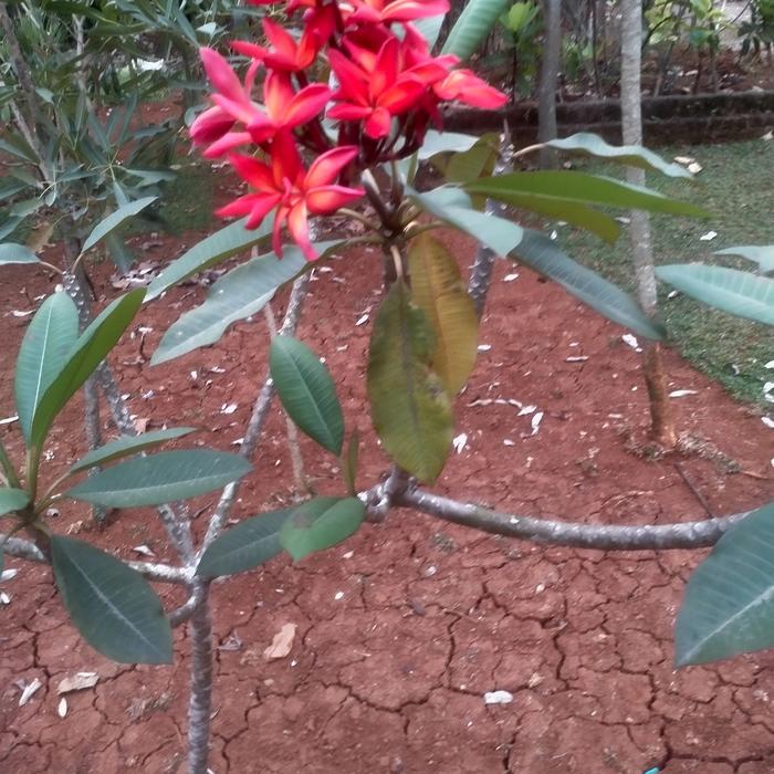 Pohon Kamboja Merah