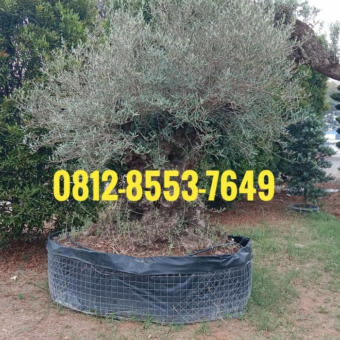Jual Pohon Olive tree Zaitun ukuran besar - Kab. Bogor - CV.Jaya Mekar ...