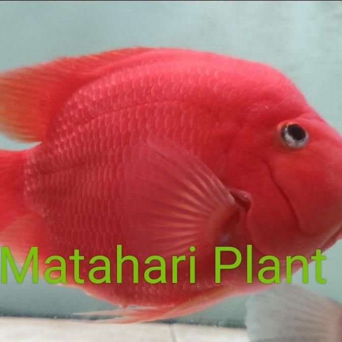 Jual ikan parot/ikan parrot/kingkong parrot/jumbo - Kota Tangerang ...