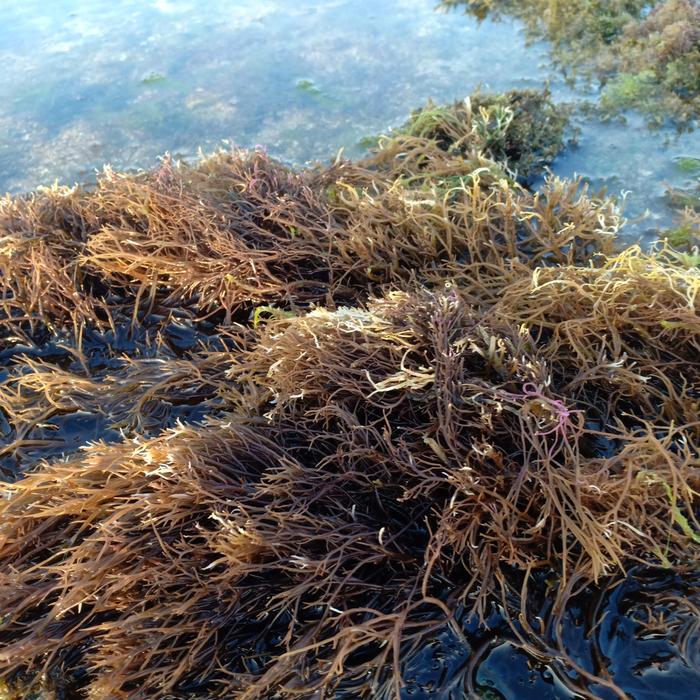 Jual rumput laut gracilaria coronopifolia - Kab. Sukabumi - martian_go ...