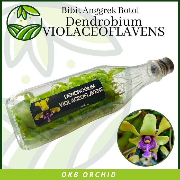 Jual Anggrek Botolan Dendrobium violaceoflavens Bibit Anggrek Besi ...