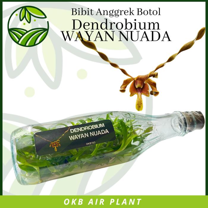 Jual Anggrek Botolan Dendrobium Wayan Nuada Bibit Anggrek - Kota Batu ...