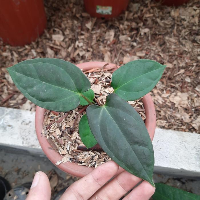 Jual Anthurium Papillilaminum legend X goliath - Kab. Bogor - alfanani ...