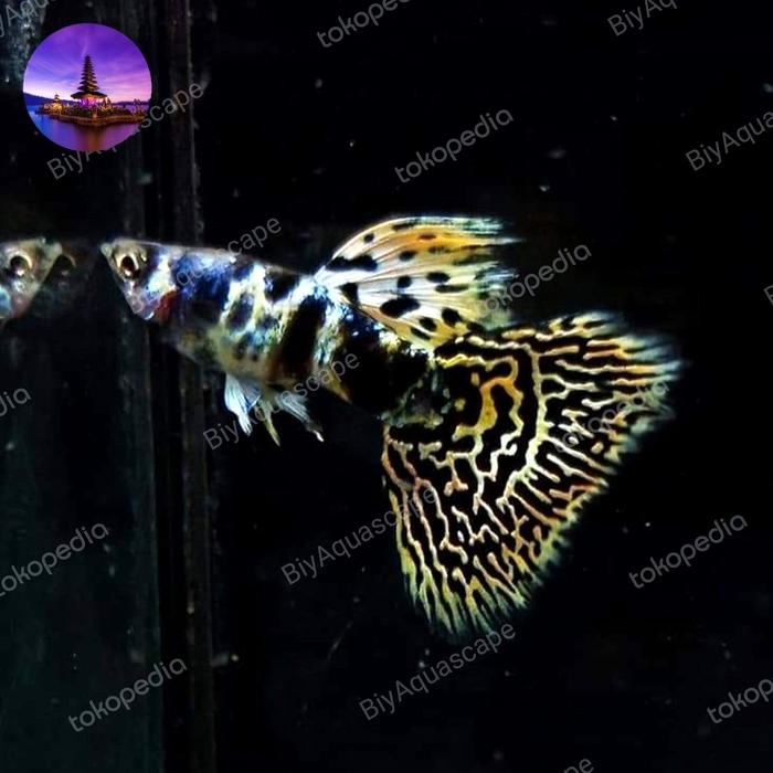 Jual IKAN HIAS GUPPY YELLOW TIGER KING COBRA / IKAN HIAS GUPPY YTKC - Jakarta Selatan ...