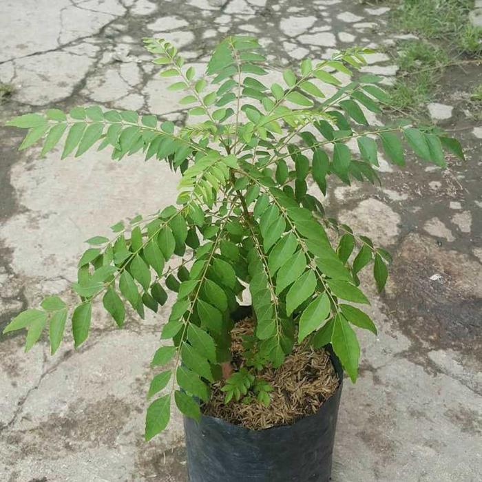 Jual Bibit tanaman salam koja daun kari pohon kare - Kota Magelang ...