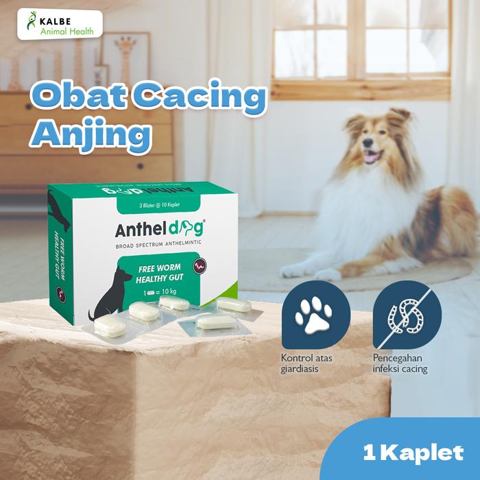Promo Anthel Dog 1 Tablet - Obat Cacing Anjing by Kalbe [ORIGINAL ...