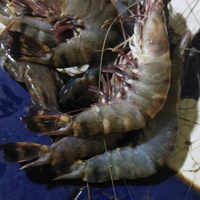 Jual Udang Tiger Kecil (Size 45-50 E/Kg) - Kota Depok - distributor ...
