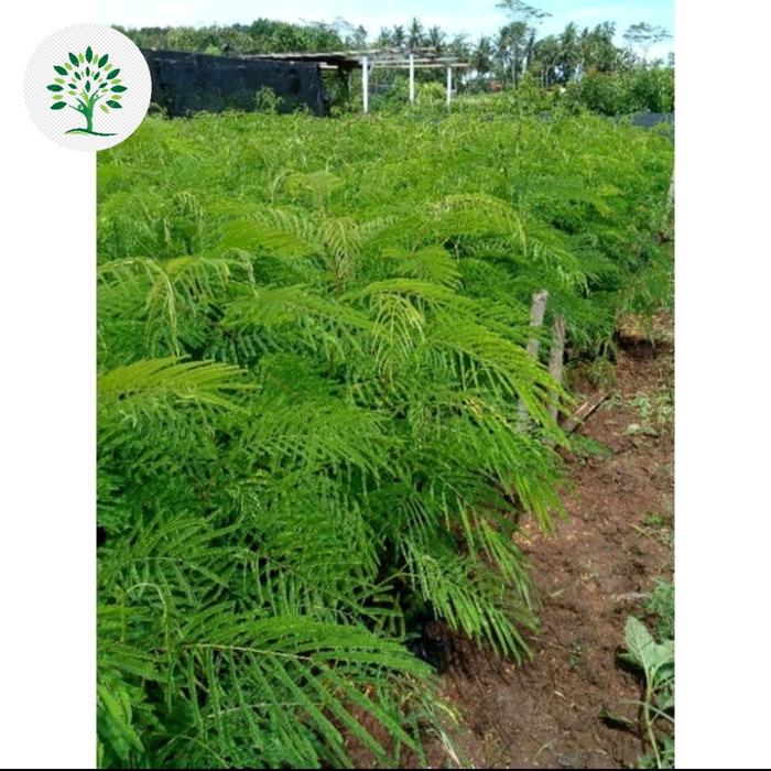 Promo Pohon Kaliandra Pagoda Merah-Bibit Tanaman Pakan Ternak Daun ...