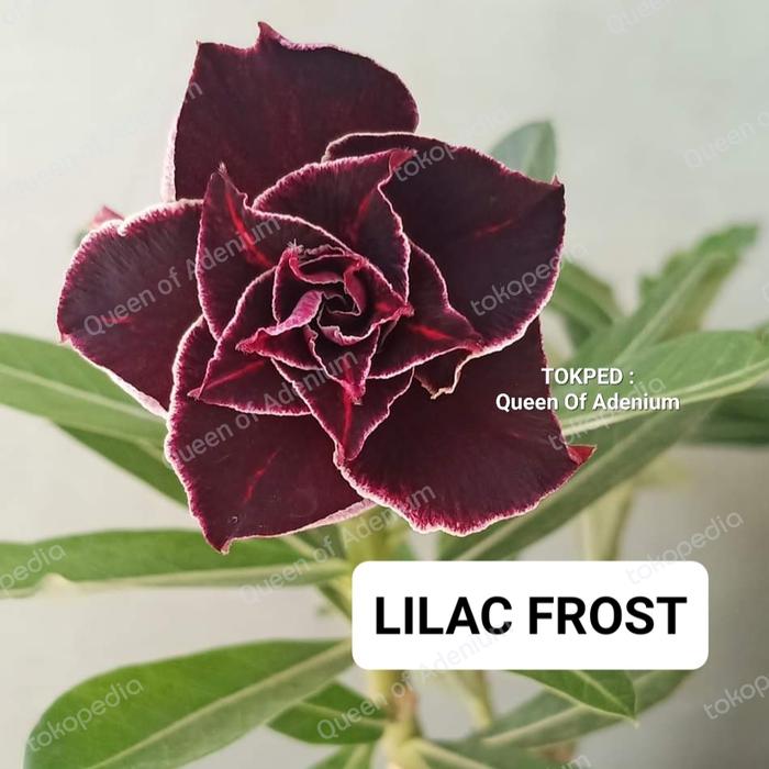 Promo Tanaman Hias Bunga Adenium Tumpuk Kamboja NEW ID LILAC FROST SIZE ...