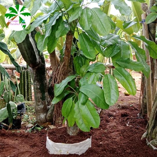 Jual pohon walisongo batang besar daun besar. /tanaman hias walisongo ...