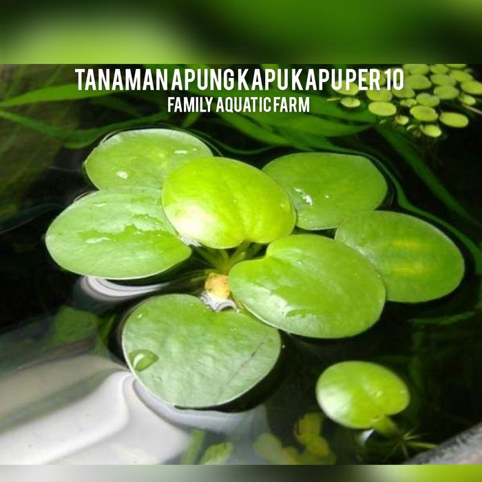 Jual Tanaman apung kapu kapu - tanaman aquascape - hiasan aquarium ...