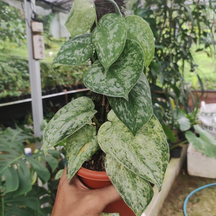 Jual SCINDAPSUS PICTUS SILVER SPLASH QUEEN MARBLE - Kab. Banyumas ...