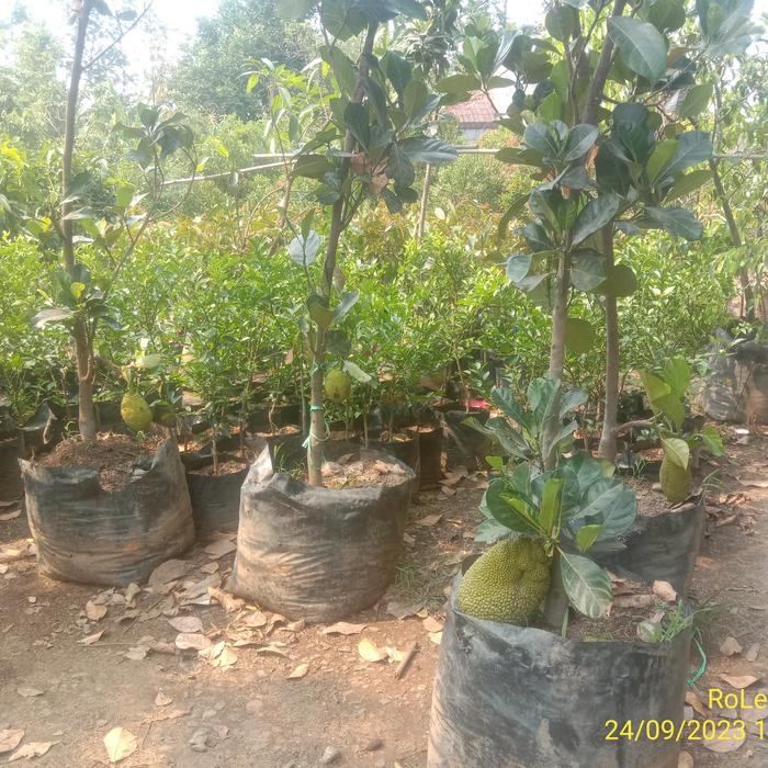 Jual pohon nangka besar berbuah dan bunga indukan besar tabulampot ...