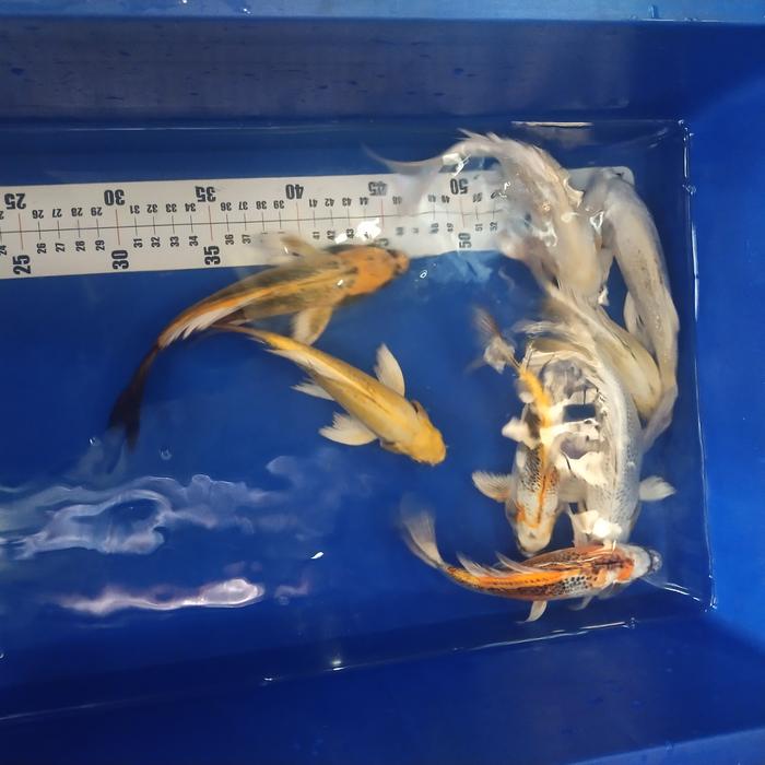 Jual ikan koi banana slayer koi metalik kumpay platinum kualitas grade ...