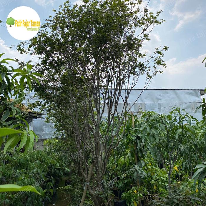 Jual pohon jaboti tree tinggi 3 meter / pohon anggur brazil 3 meter - 3 ...