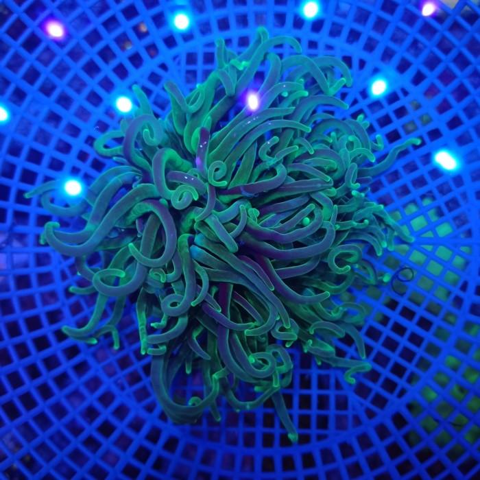 Jual long tentacle anemone anemon model hijau metalik aquarium lautt ...