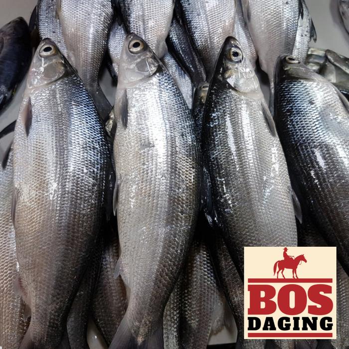 Jual Ikan bandeng besar / ikan laut segar - Kota Tangerang Selatan ...
