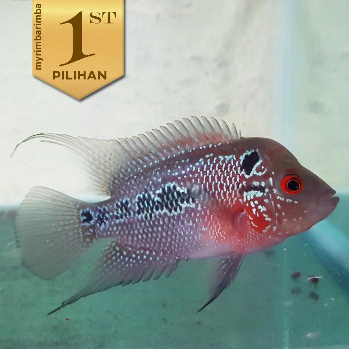 Jual Louhan SRD Ikan Hias Predator Hiasan Aquarium Aquascape Tanaman ...