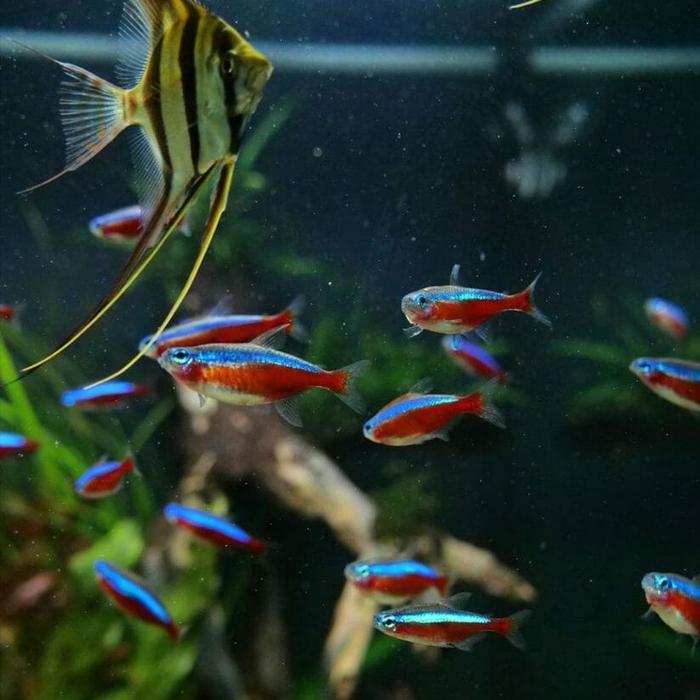 Jual Ikan hias neon cardinal tetra size m aquascape - Kota Tangerang ...
