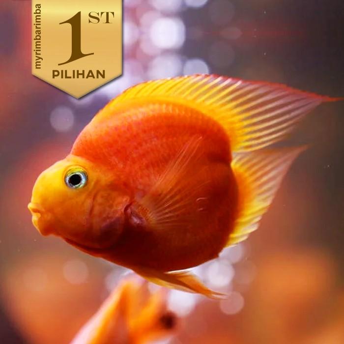 Jual Red Parrot Ikan Hias Aquascape Hiasan Aquarium Tanaman Air Tawar ...