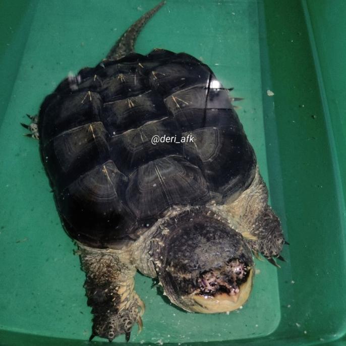Jual Kura Kura Common Snapping Turtle Cst Jumbo Size 28Cm - 30Cm 2 Ekor ...