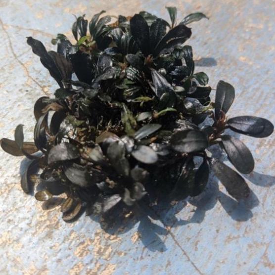 Jual Bucephalandra super mini clump kecil tanaman aquascape aquarium ...