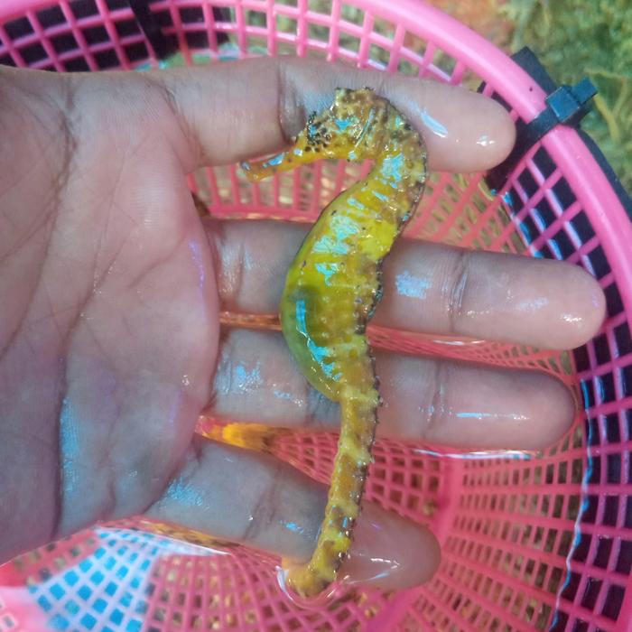 Jual kuda laut kuning - Jakarta Selatan - Aqila aquatic | Tokopedia