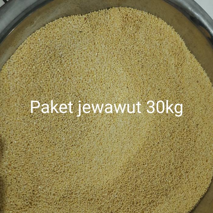 Jual [30 KG] BIJI KUNYIT / BIJI JAWAK / JEWAWUT / SEKOI / FOXTAIL ...