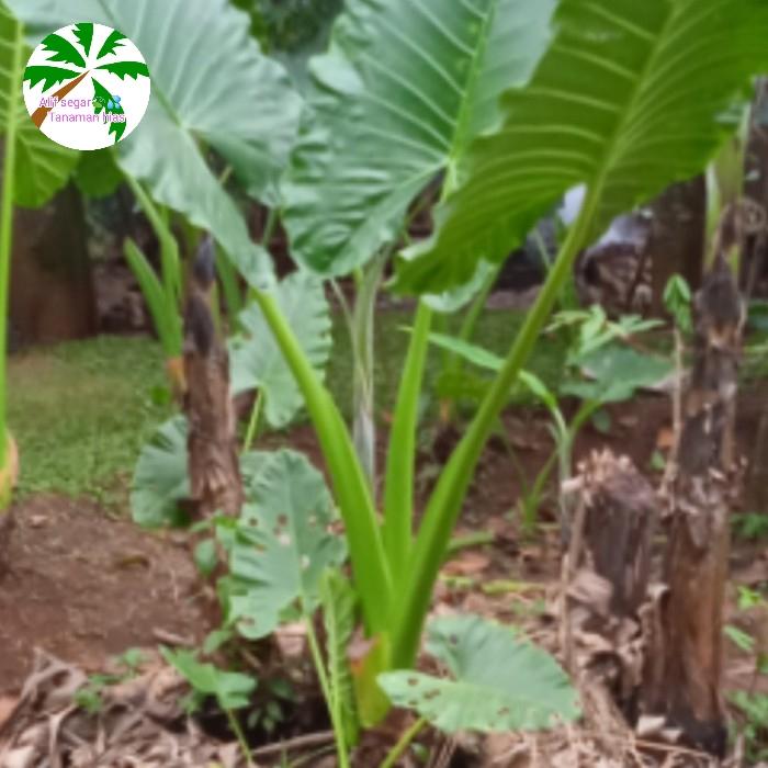 Jual pohon sente hijau murah 1,5m--2,5m. - Kota Depok - alif segar ...