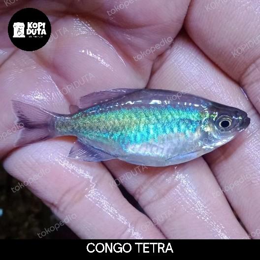 Promo IKAN CONGO TETRA - Kota Bekasi - KOPIDUTA | Tokopedia