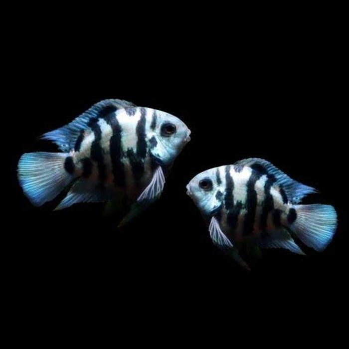 Jual ikan blue polar / ikan hias blue aquascape - Kota Depok - Fauna ...