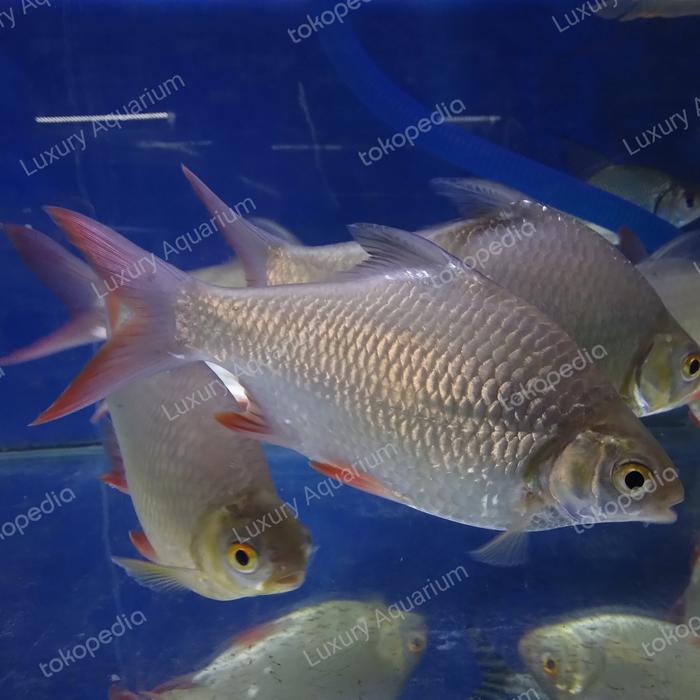 Jual ikan green kaviat jumbo 18cm 5 jari badan tankmate predator ...