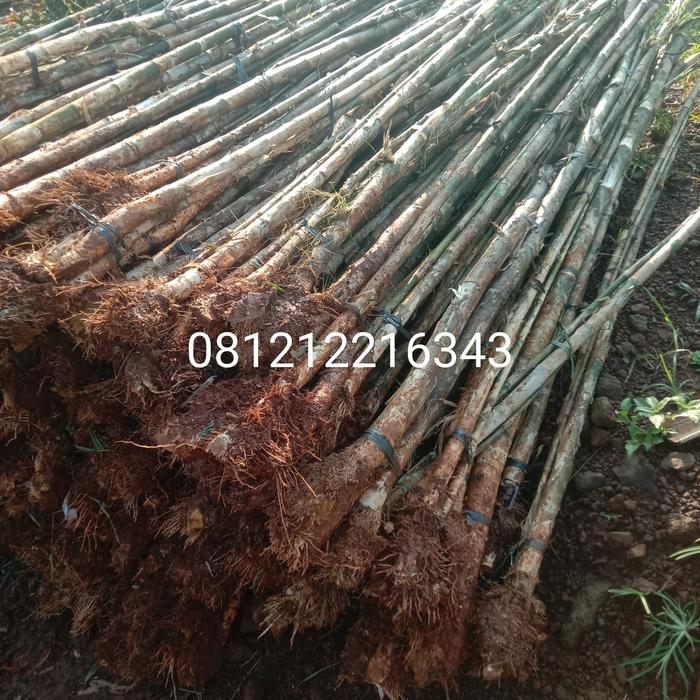 Jual pohon bambu jepang pagar. tinggi pohon 2,m - Kab. Bogor - Tiara ...